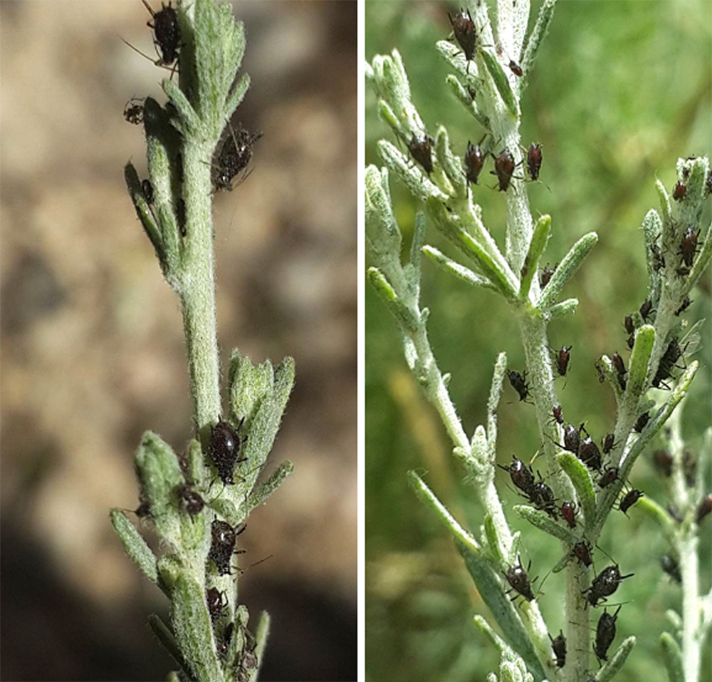 Photo Gallery - Aphidology Research Group